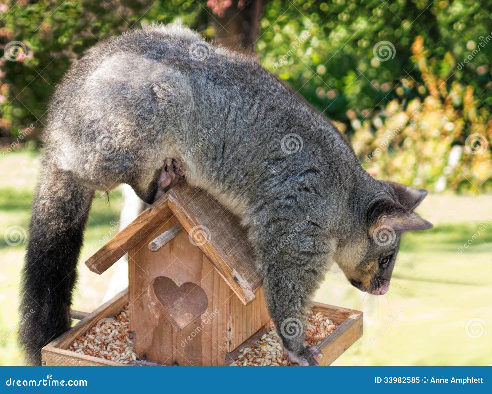 Brushtail Possum stock image. Image of nocturnal, south - 33982585