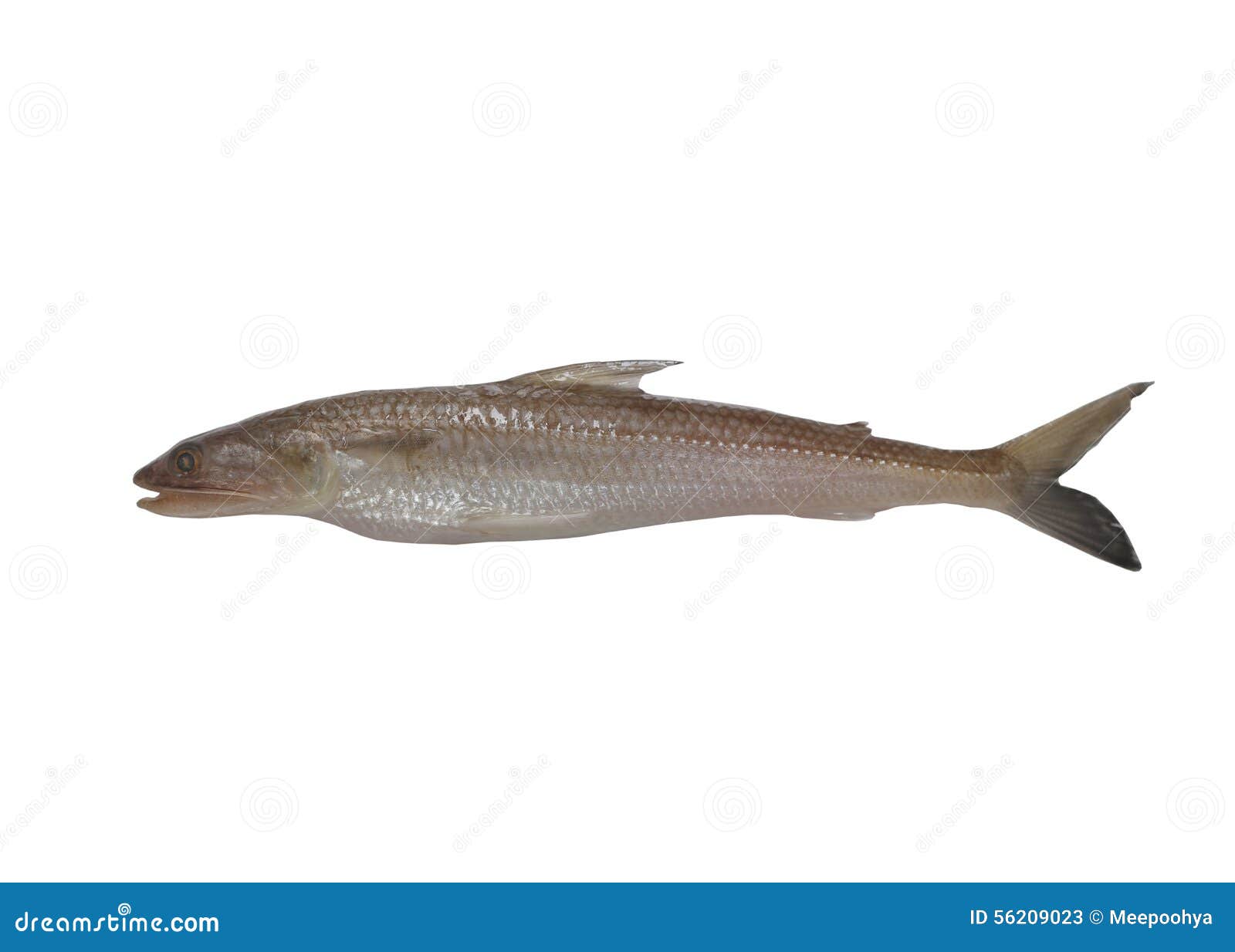 Brushtooth Lizardfish Fish Photos - Free & Royalty-Free Stock Photos ...