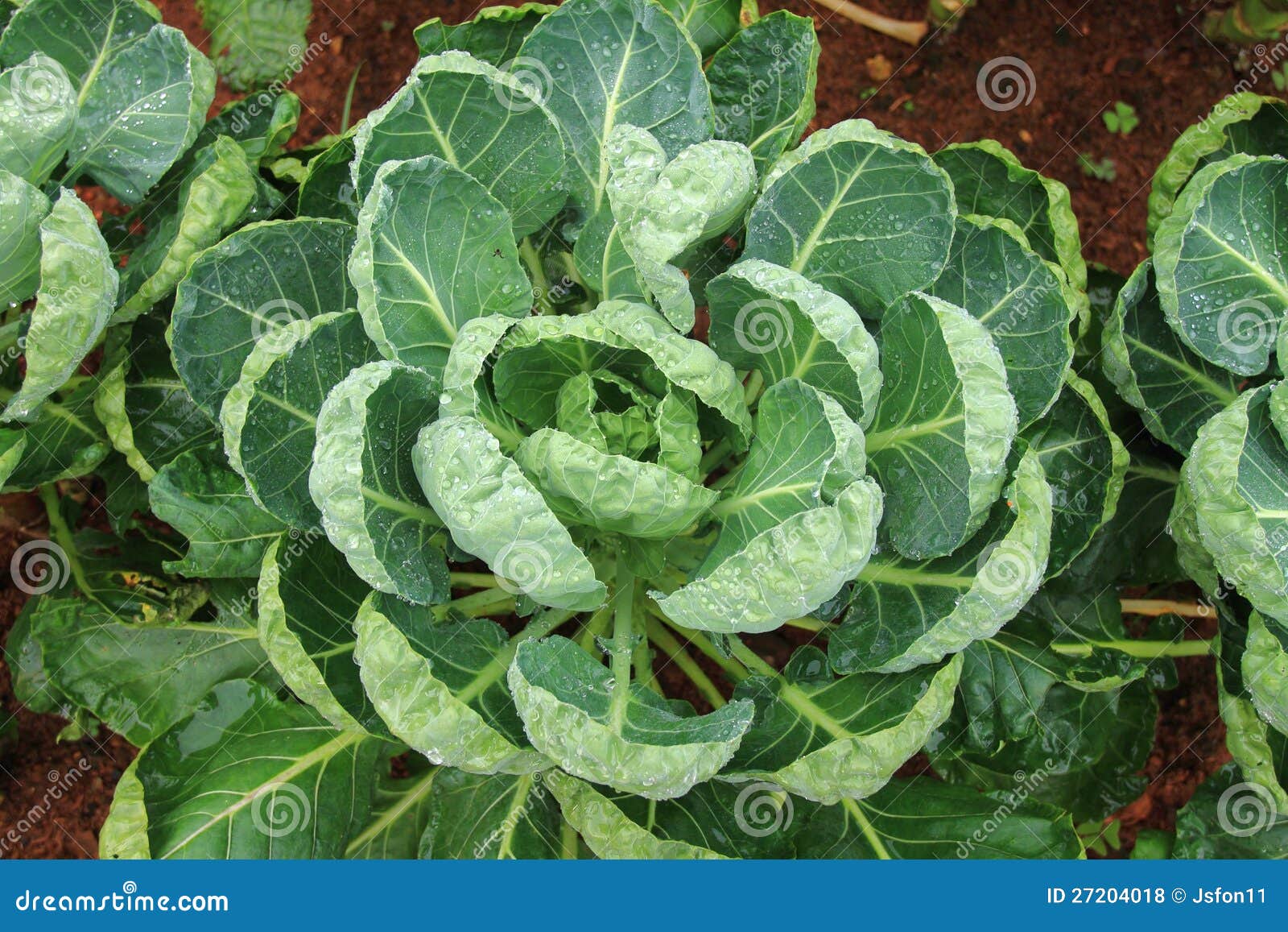 Brussel Sprouts (Cabbage) Plant Stock Photo - Image of farm, ingredient ...