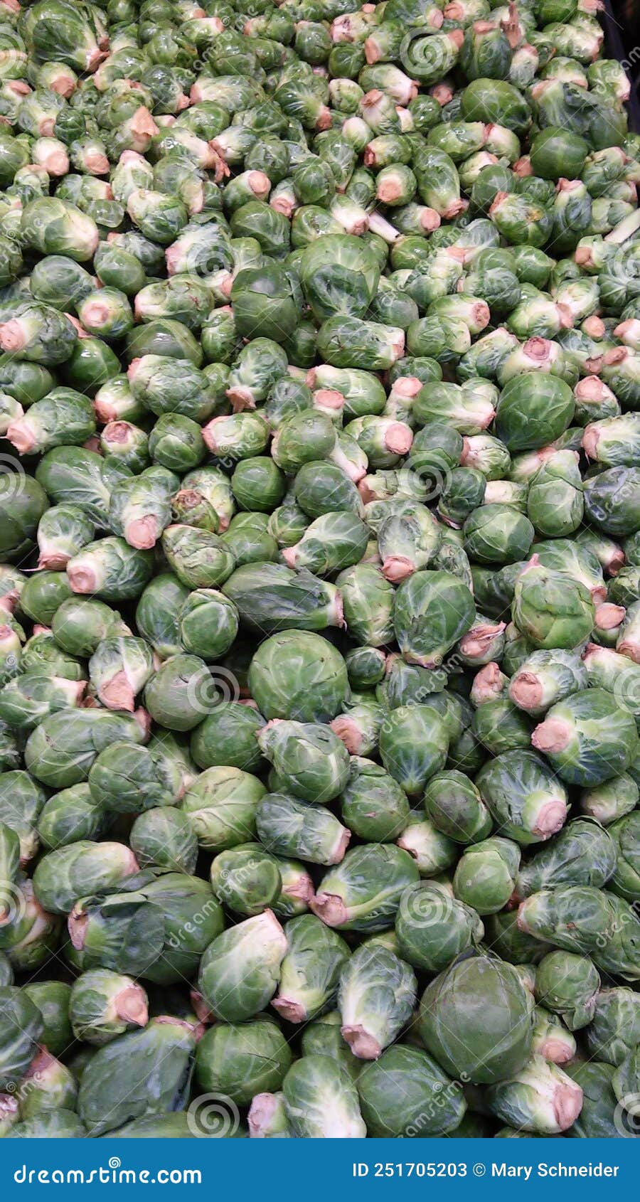 Brussel Sprouts Display stock image. Image of plant - 251705203