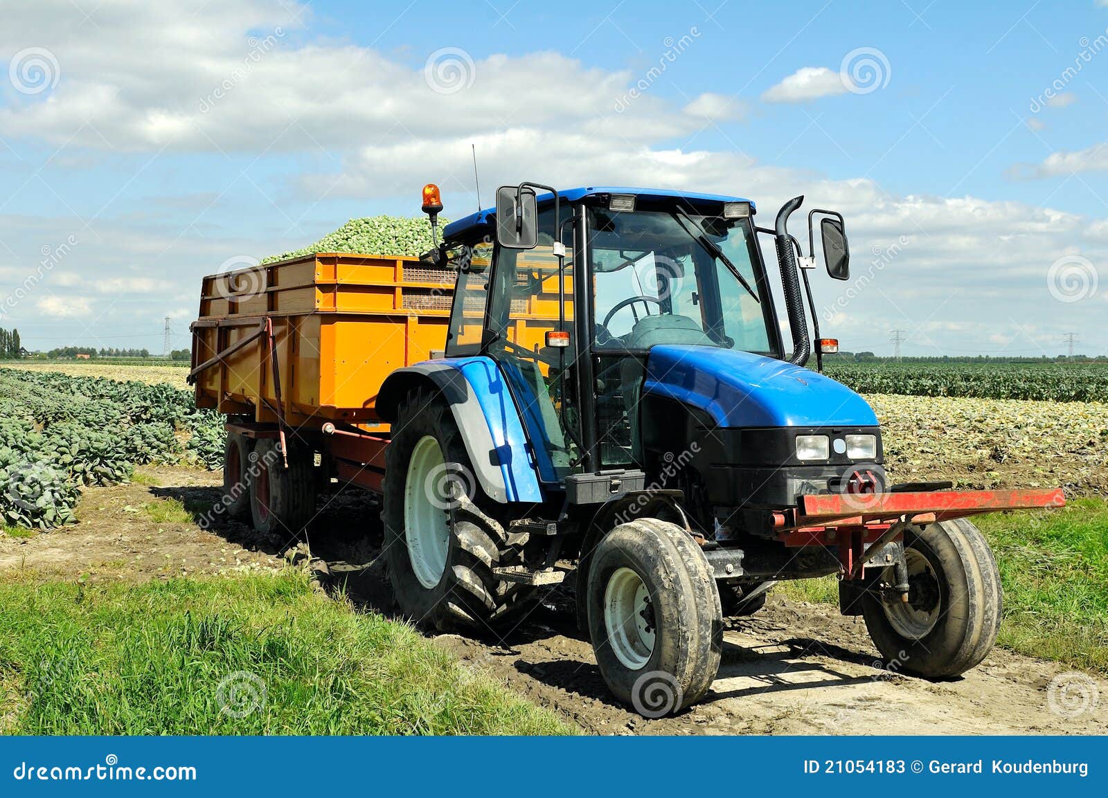 Brussel Sprouts Loaded in Semi Trailer Stock Image - Image of fresh ...