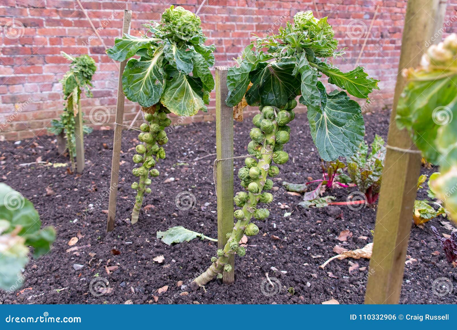 Brussel sprouts on plant stock photo. Image of brassica - 110332906