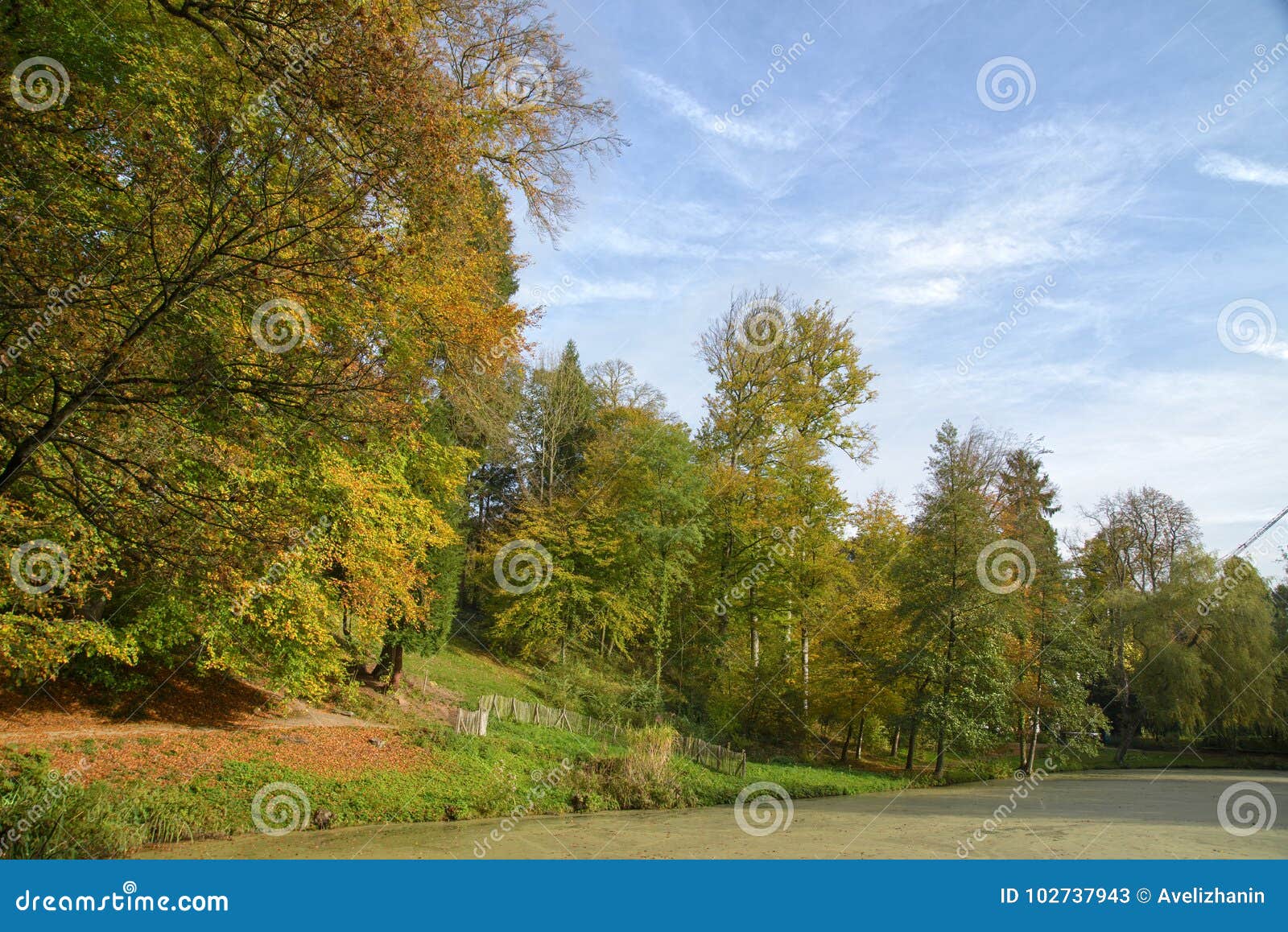 October in Sonian forest stock image. Image of green - 102737943 October in Sonian forest stock image. Image of green - 102737943