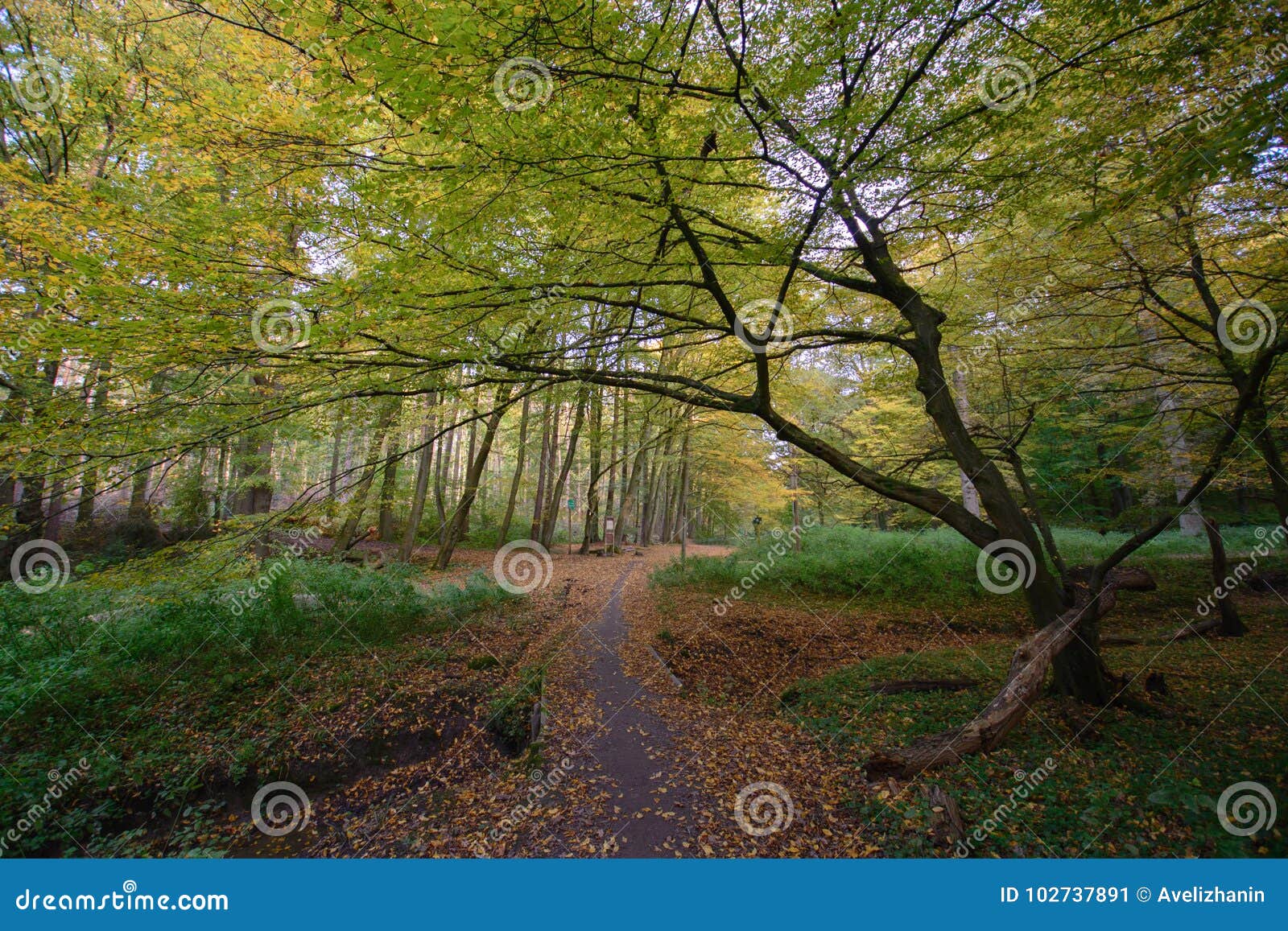 October in Sonian forest stock image. Image of foliage - 102737891 October in Sonian forest stock image. Image of foliage - 102737891