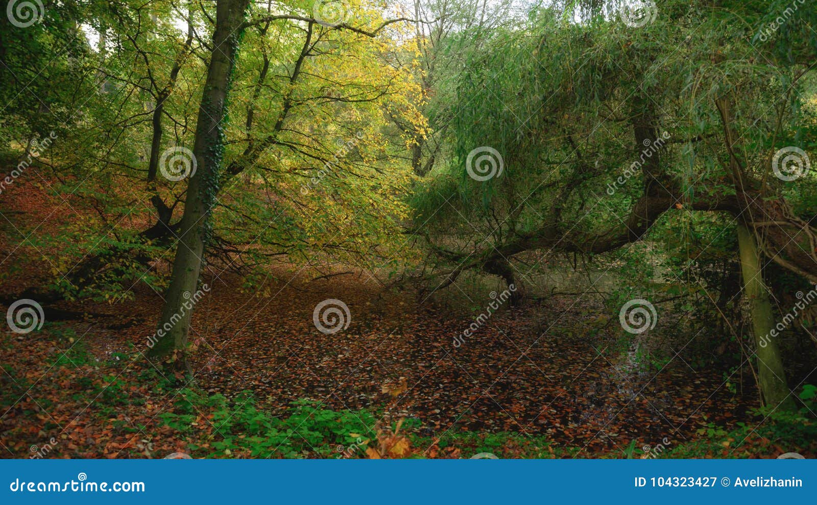 October in Sonian forest stock image. Image of path - 104323427 October in Sonian forest stock image. Image of path - 104323427