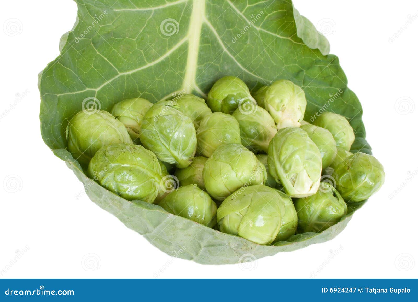 Brussels cabbage stock image. Image of cauliflower, brussel - 6924247