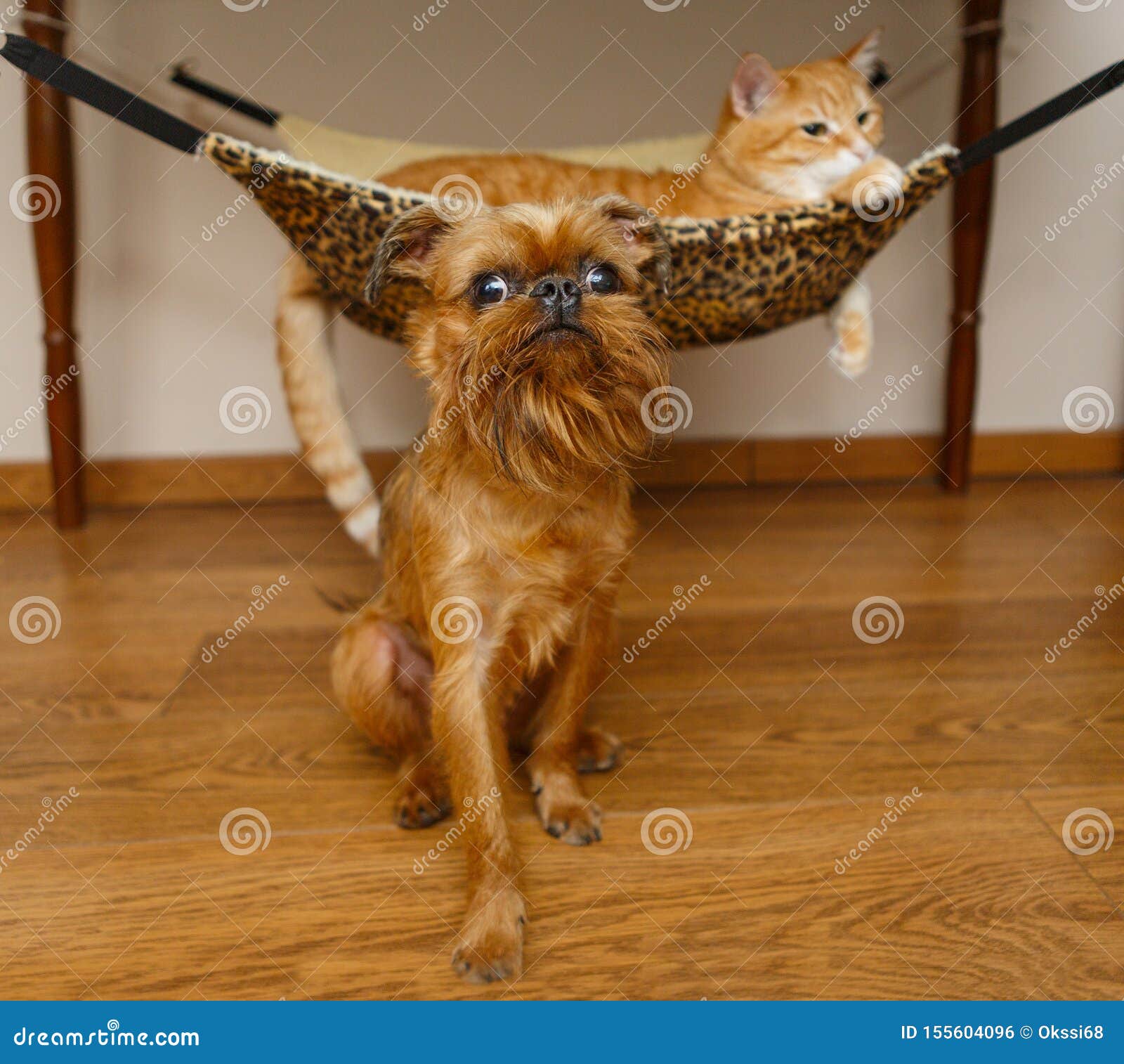 Brussels Griffon and a cat stock photo. Image of kitten - 155604096