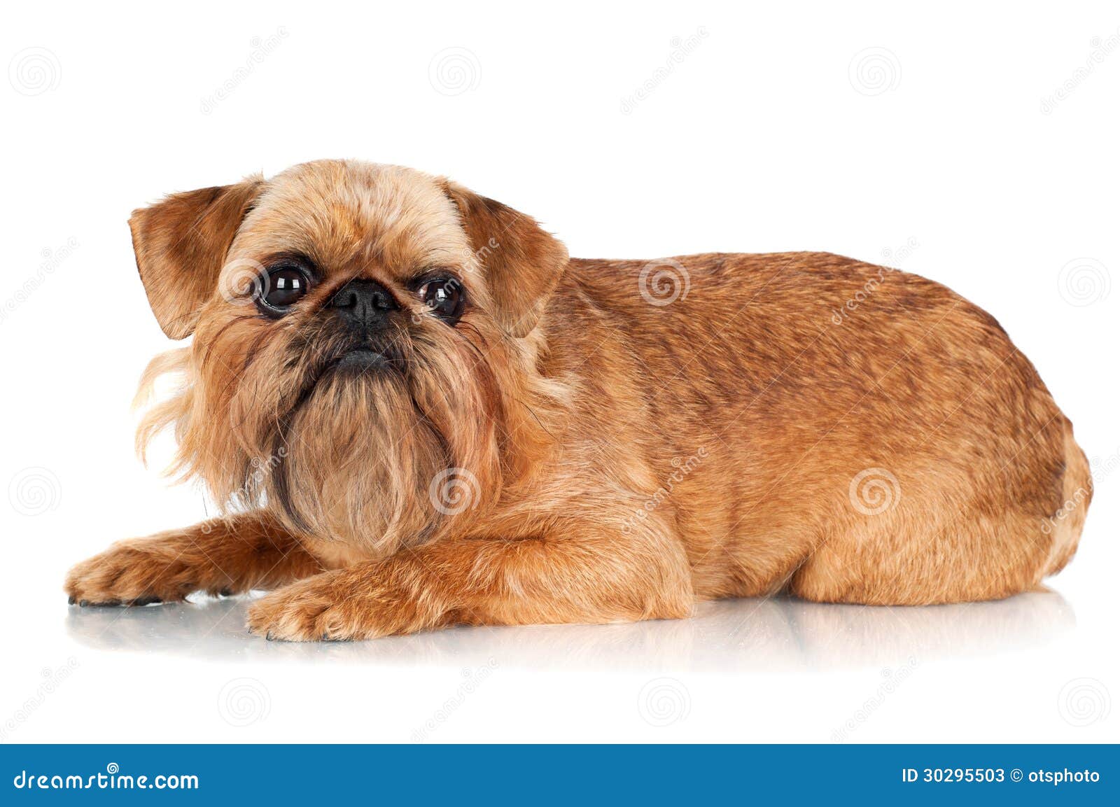 Brussels Griffon Dog Lying Down Stock Image - Image of funny, belgium ...