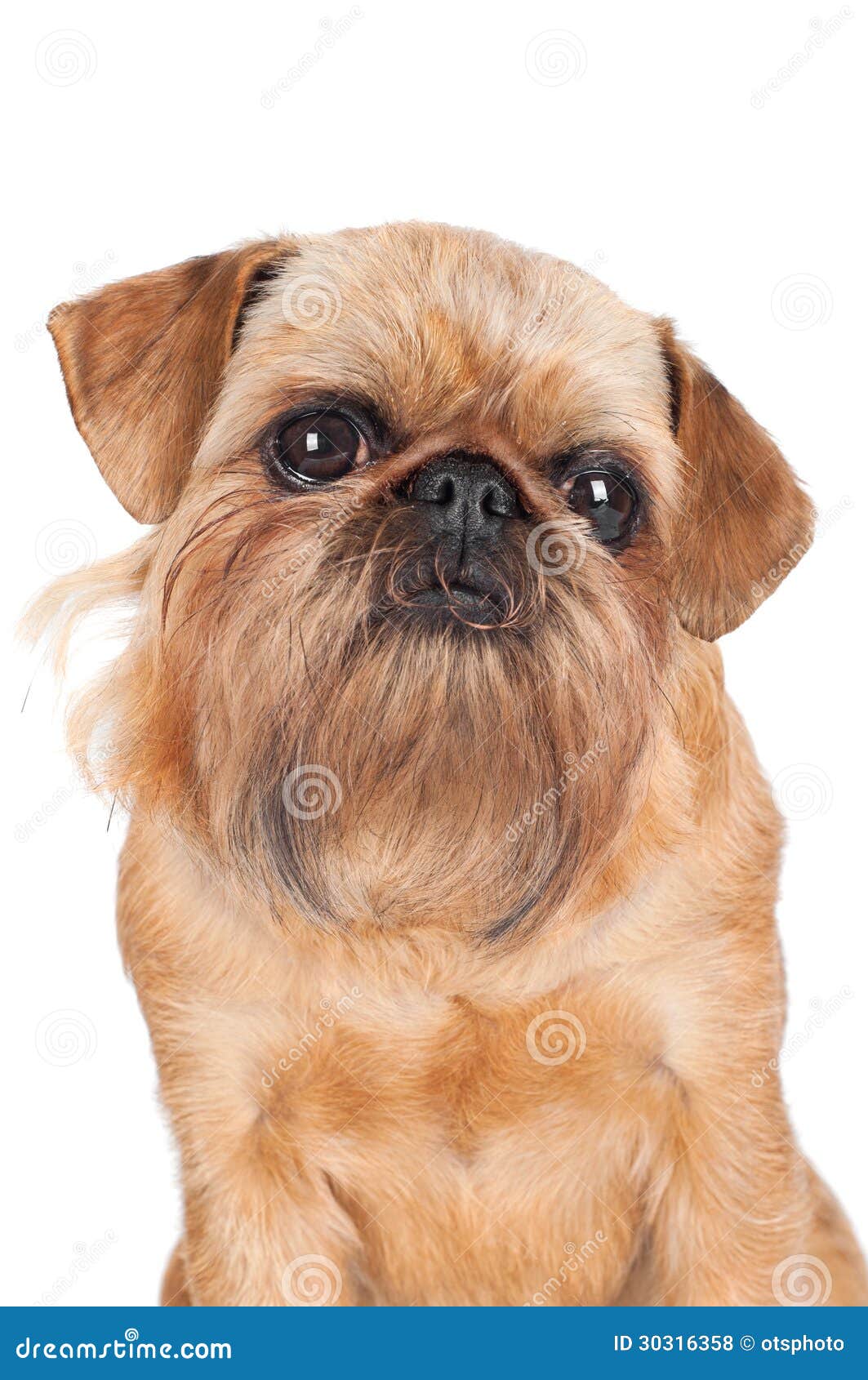 Brussels Griffon Dog Portrait Stock Photo - Image of brussels, front ...