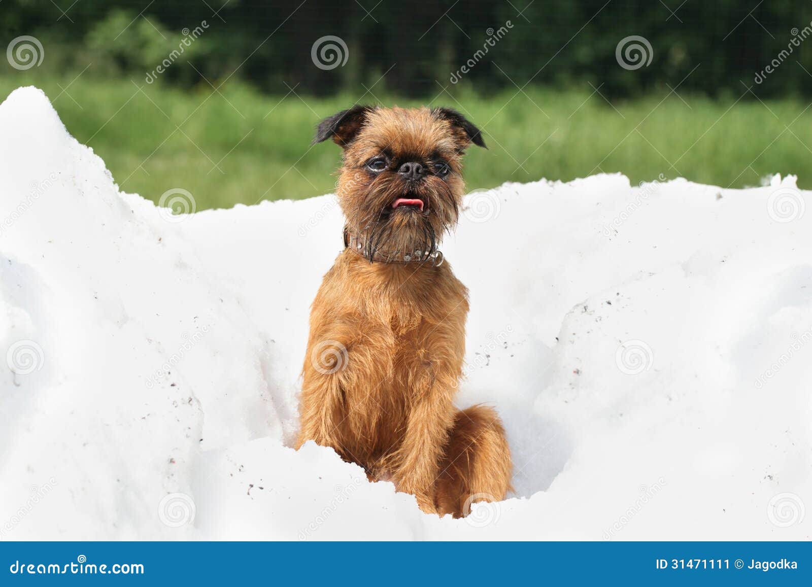 Brussels Griffon on a Pile of Snow Stock Image - Image of bruxellois ...