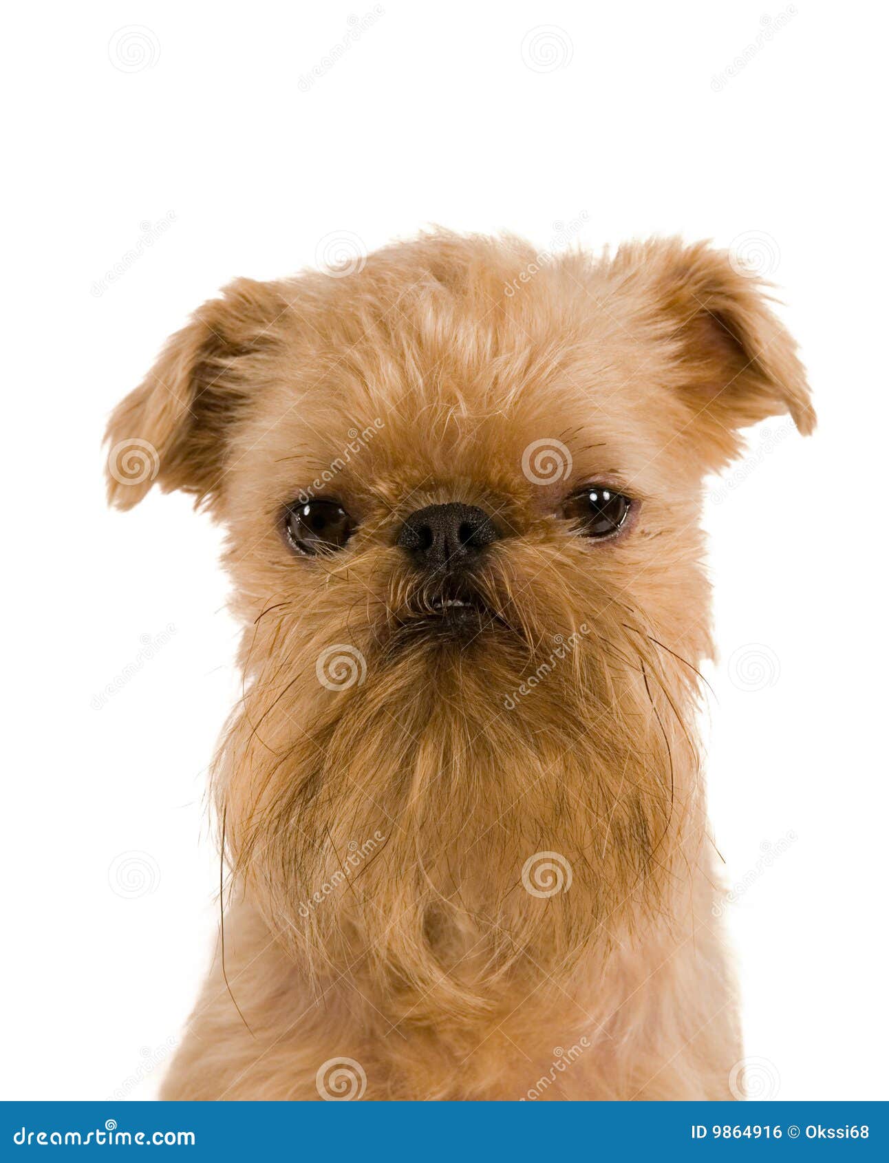 Brussels gryfon zdjęcie stock. Obraz złożonej z kolor - 9864916