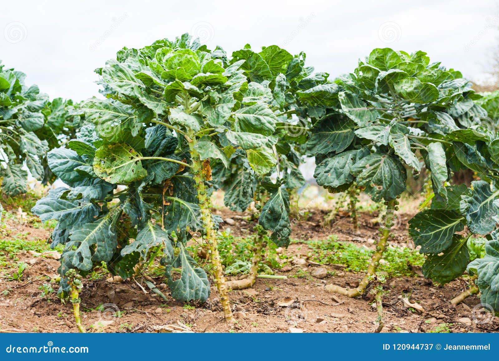Brussels Sprouts Growing in a Field Stock Image - Image of natural ...