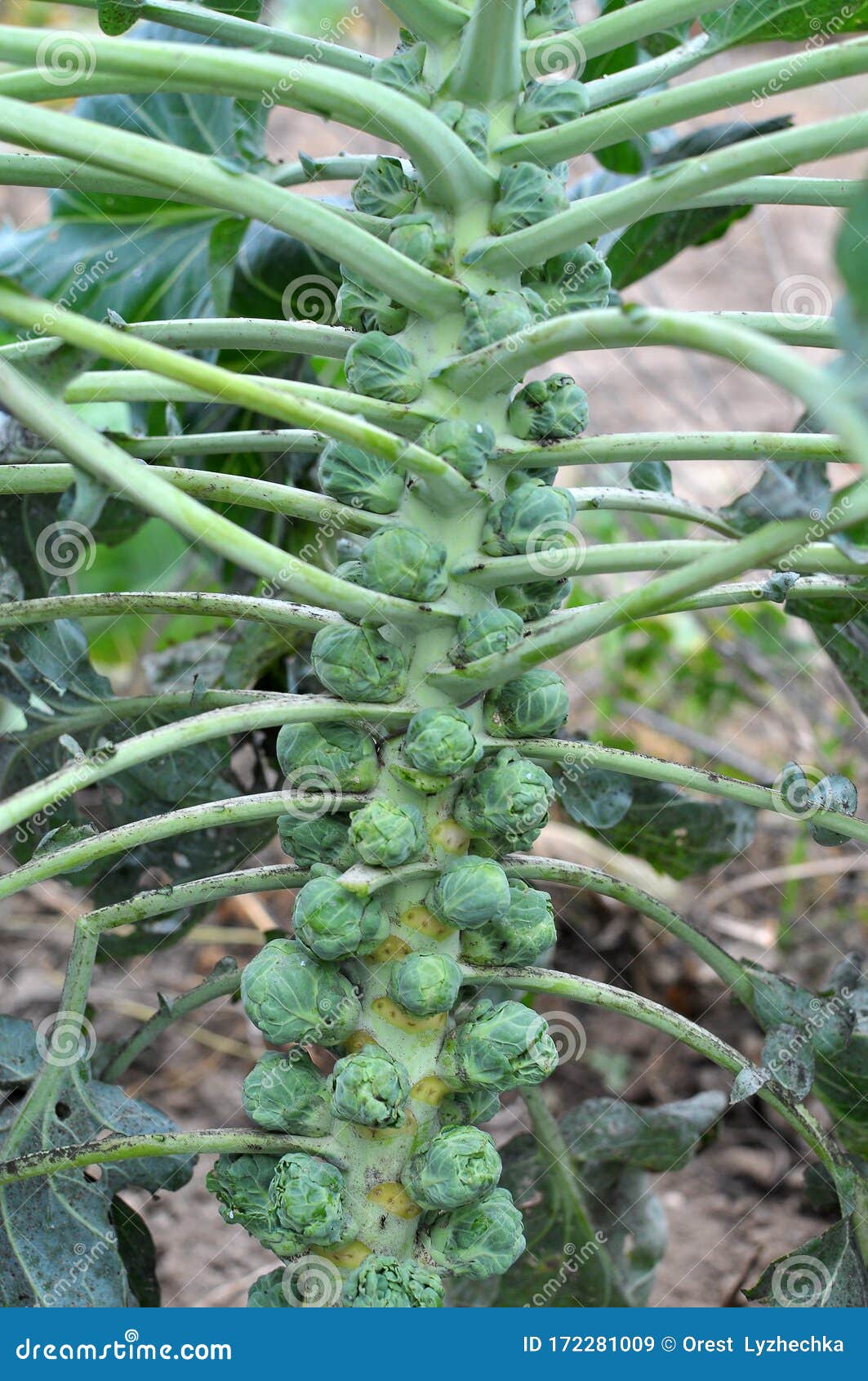 Brussels Sprouts are Grown in the Open Ground Stock Image - Image of ...