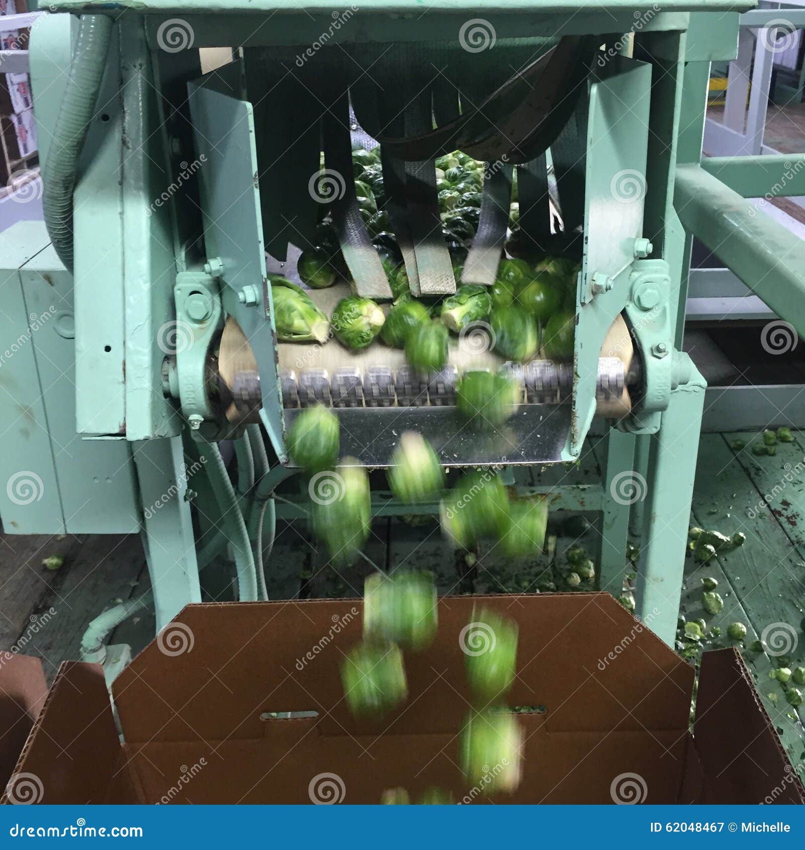 Brussels sprouts packing stock image. Image of farm, packing - 62048467