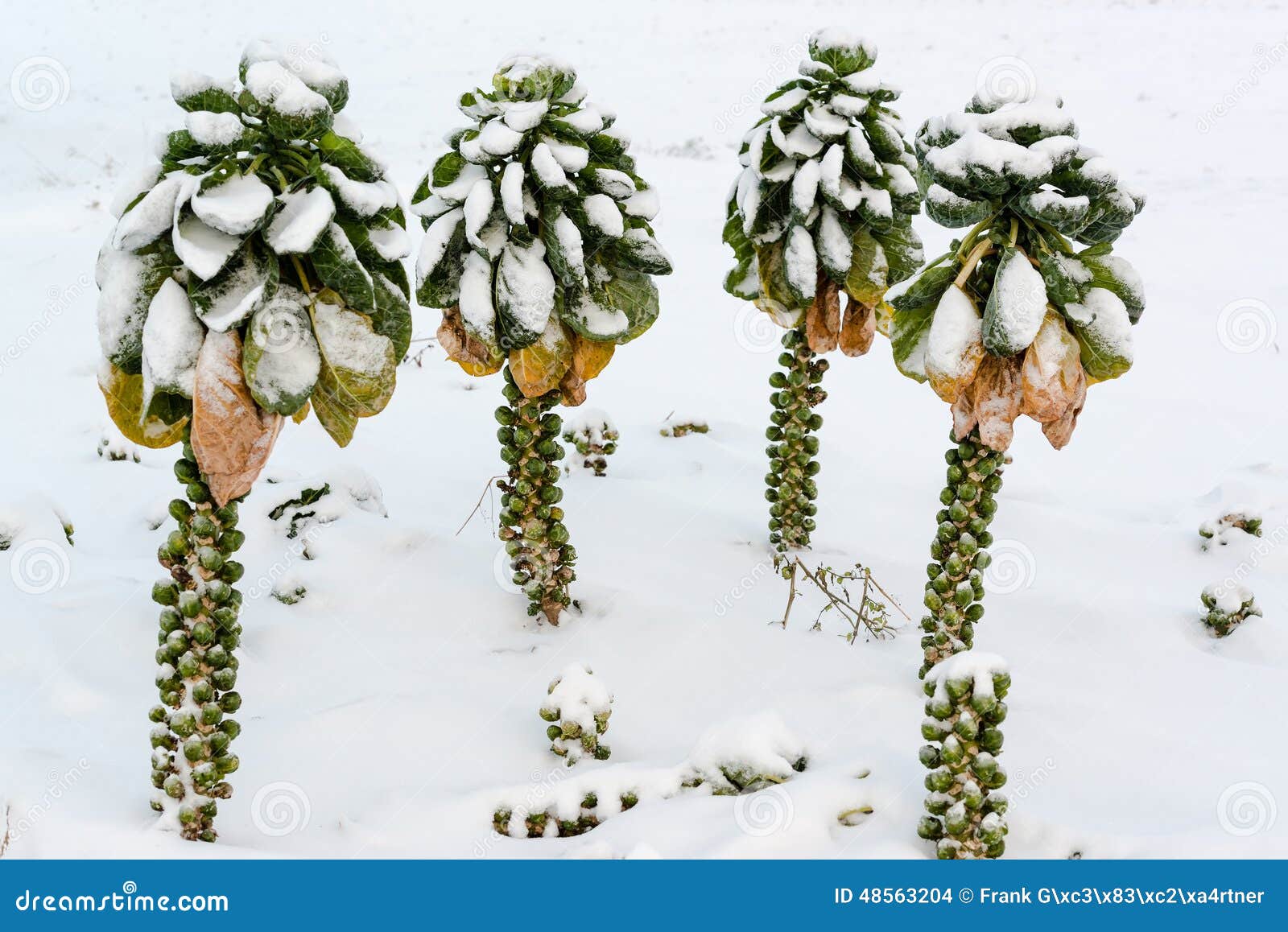 Brussels sprouts in snow stock photo. Image of earth - 48563204