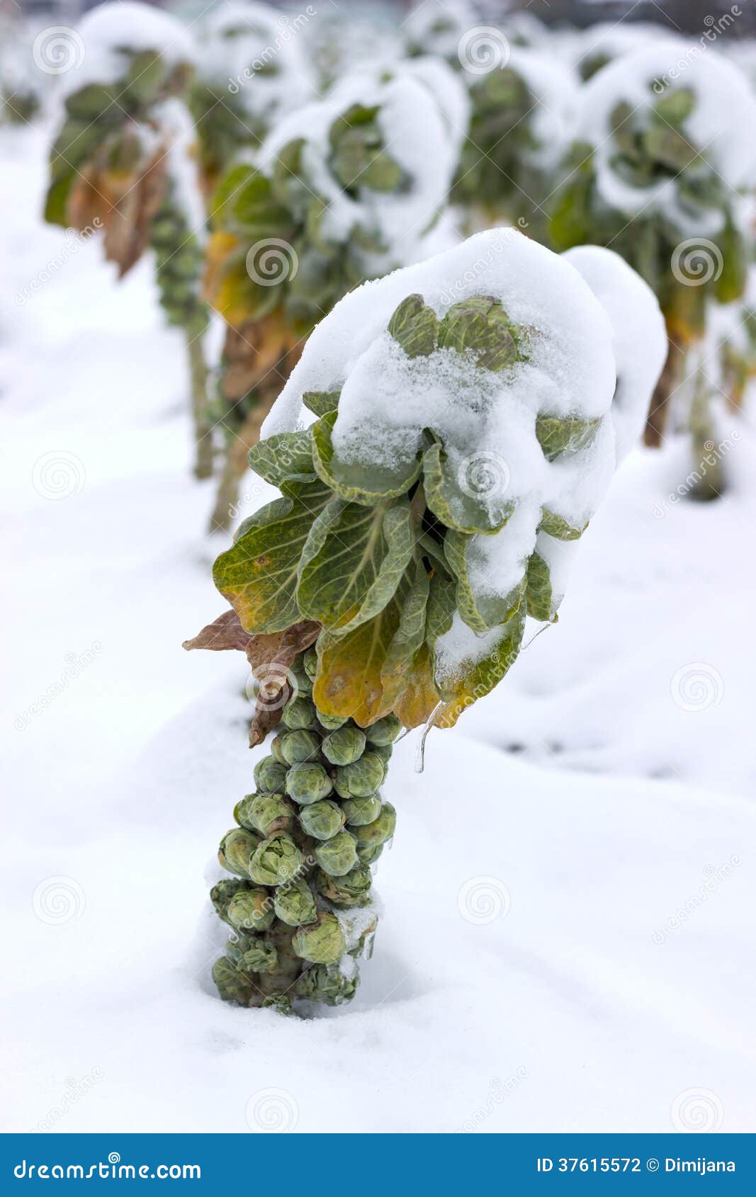 Brussels Sprouts Under the Snow Stock Photo - Image of green ...