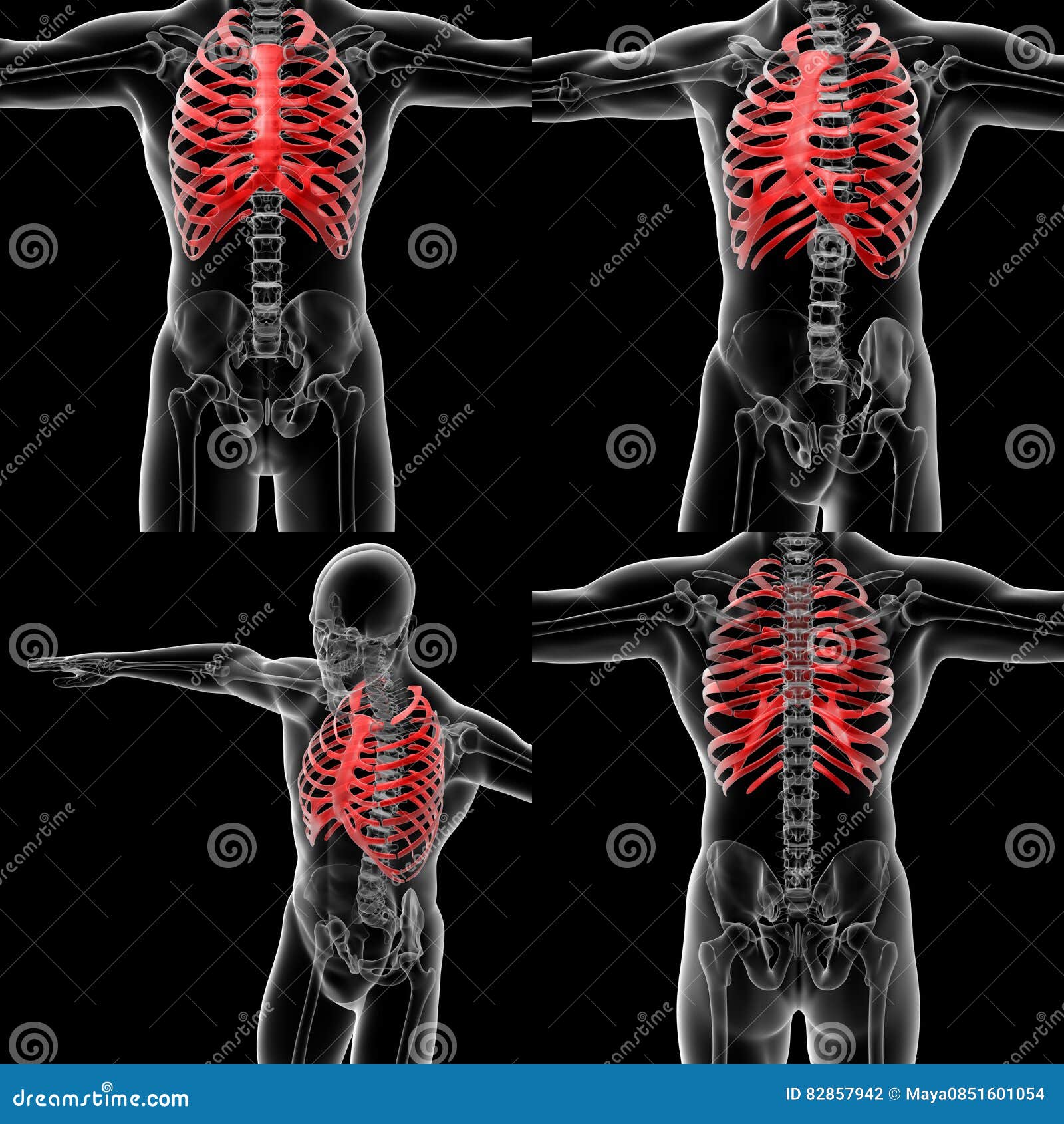 Brustkorb stock abbildung. Illustration von verbindung - 82857942