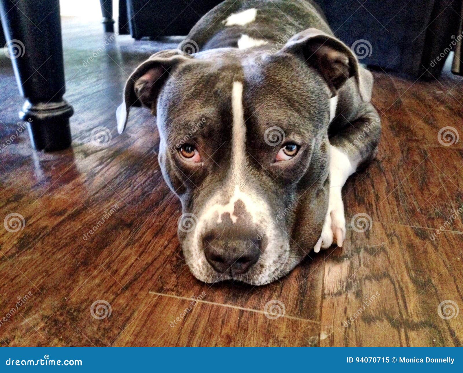 Brute stock image. Image of bull, brute, puppy - 94070715