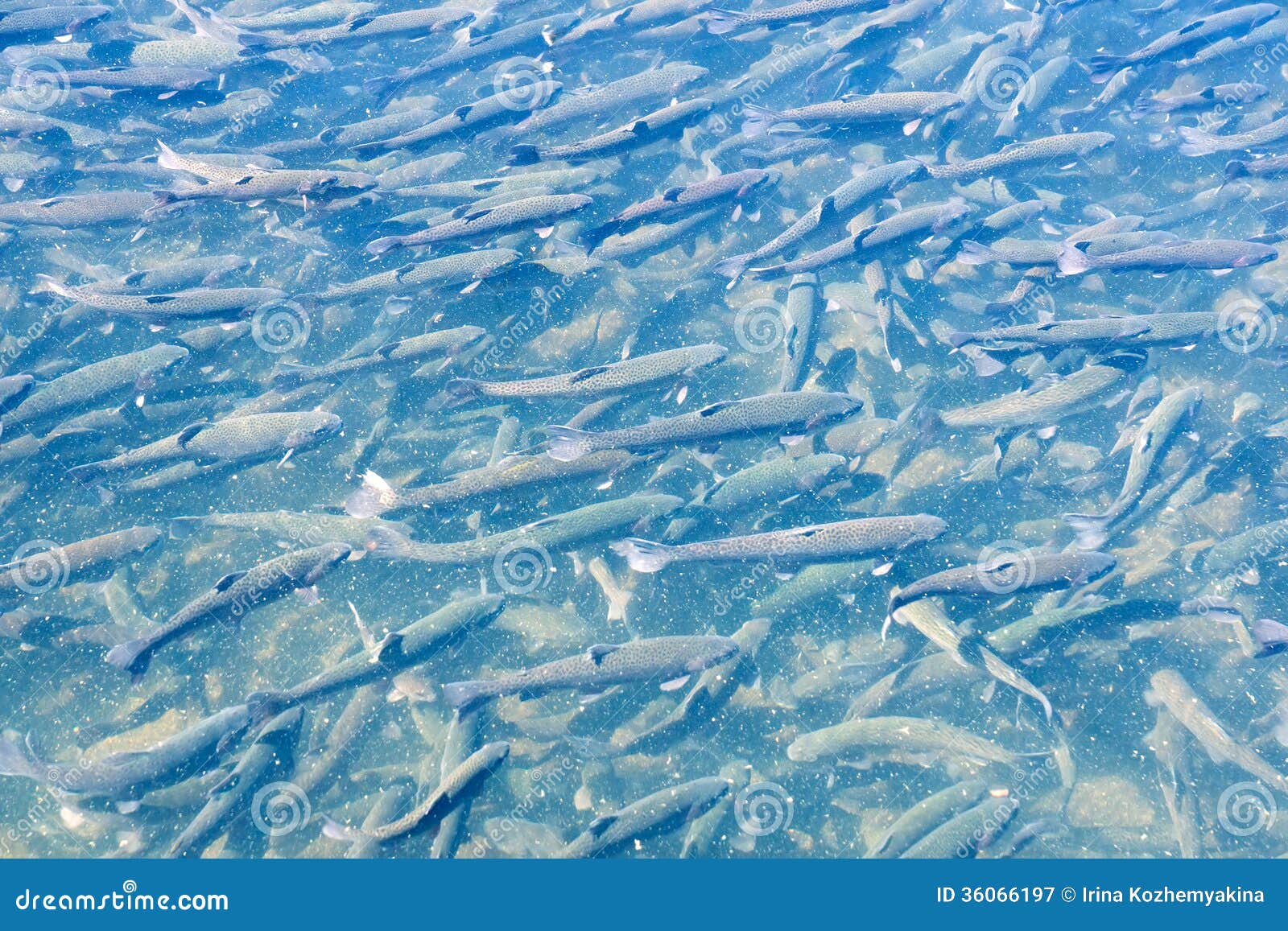 Brutplatzforelle. Larven Der Forelle Im Konkreten Pool Stockbild - Bild ...