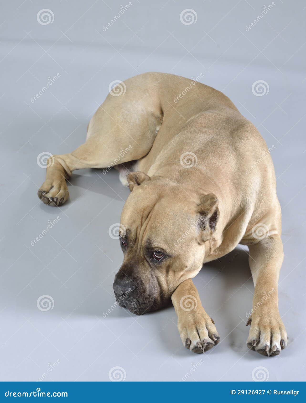 Brutus stock image. Image of animal, cane, canine, lupus - 29126927