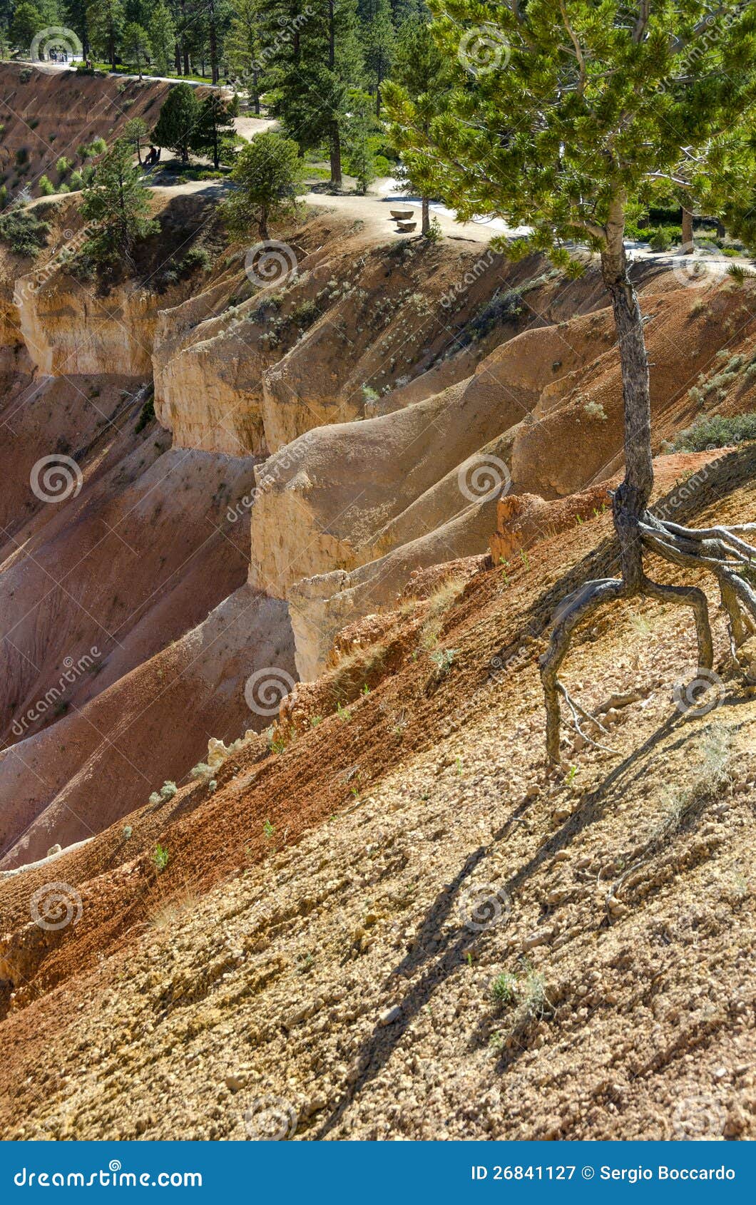 Bryce Canyon stock image. Image of tourism, nature, root - 26841127