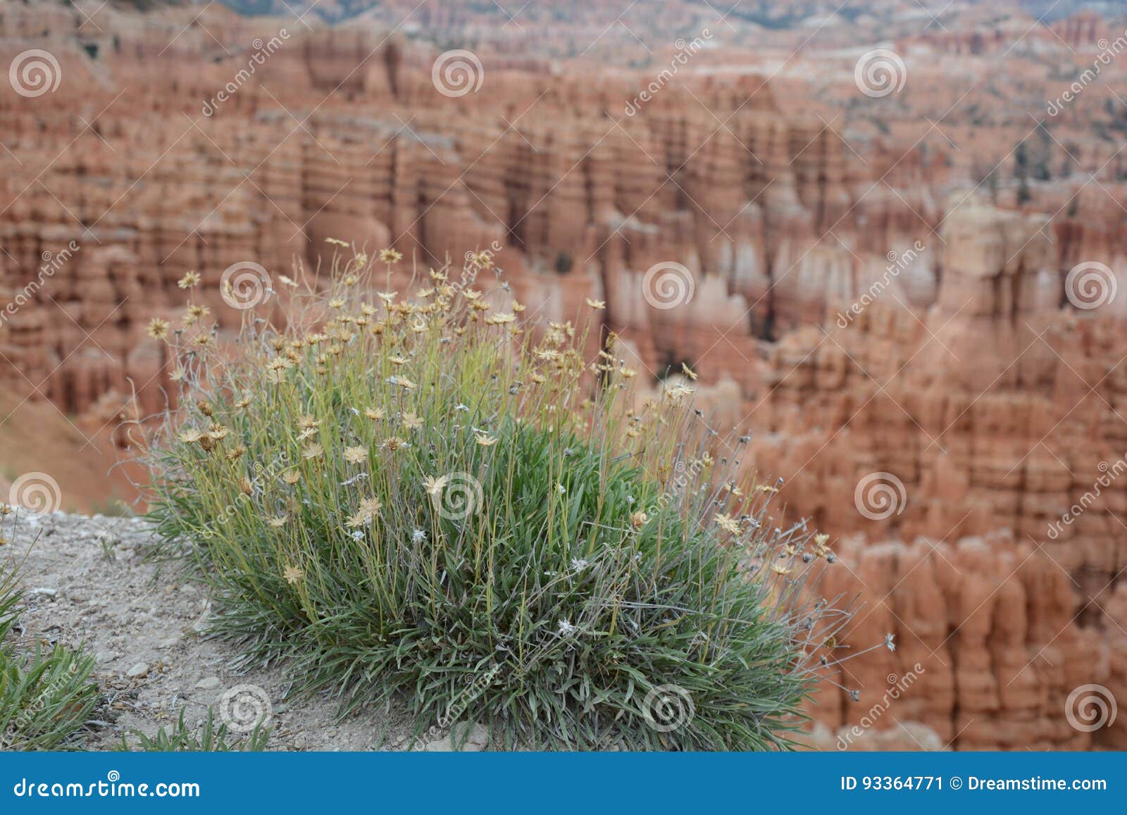 Bryce canyon stock image. Image of rock, nature, plants - 93364771