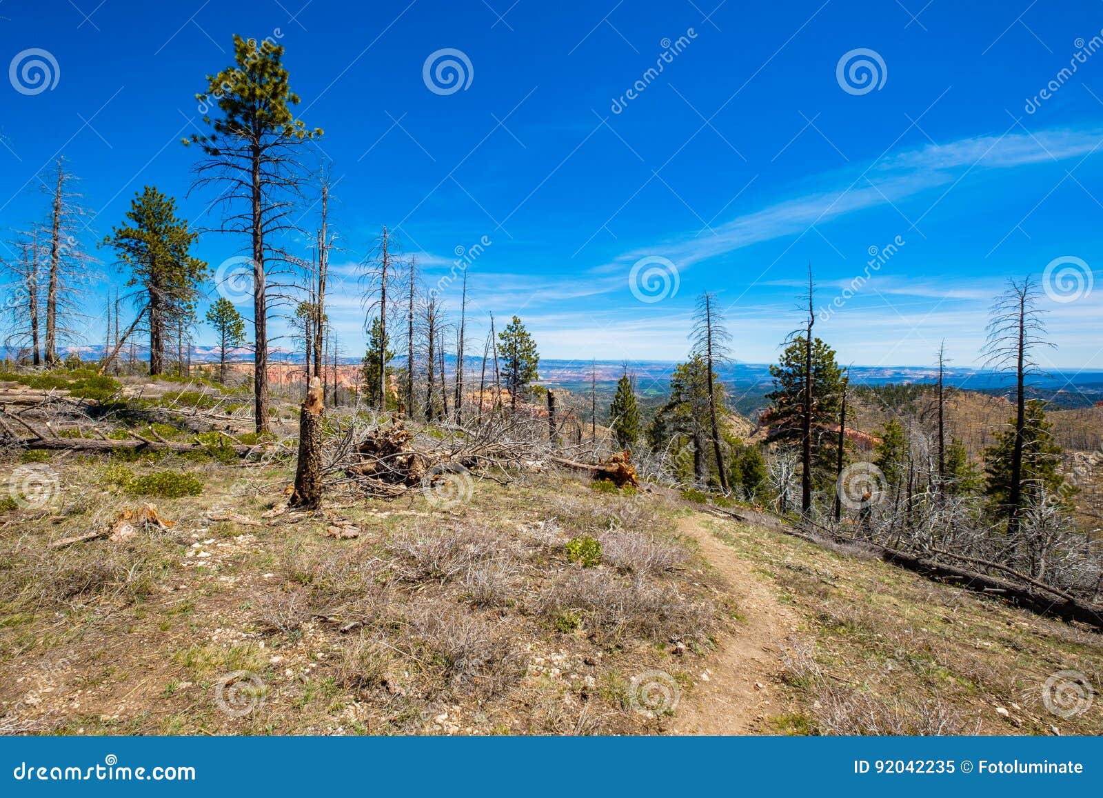 Bryce Canyon Forest stock image. Image of landscape, nature - 92042235