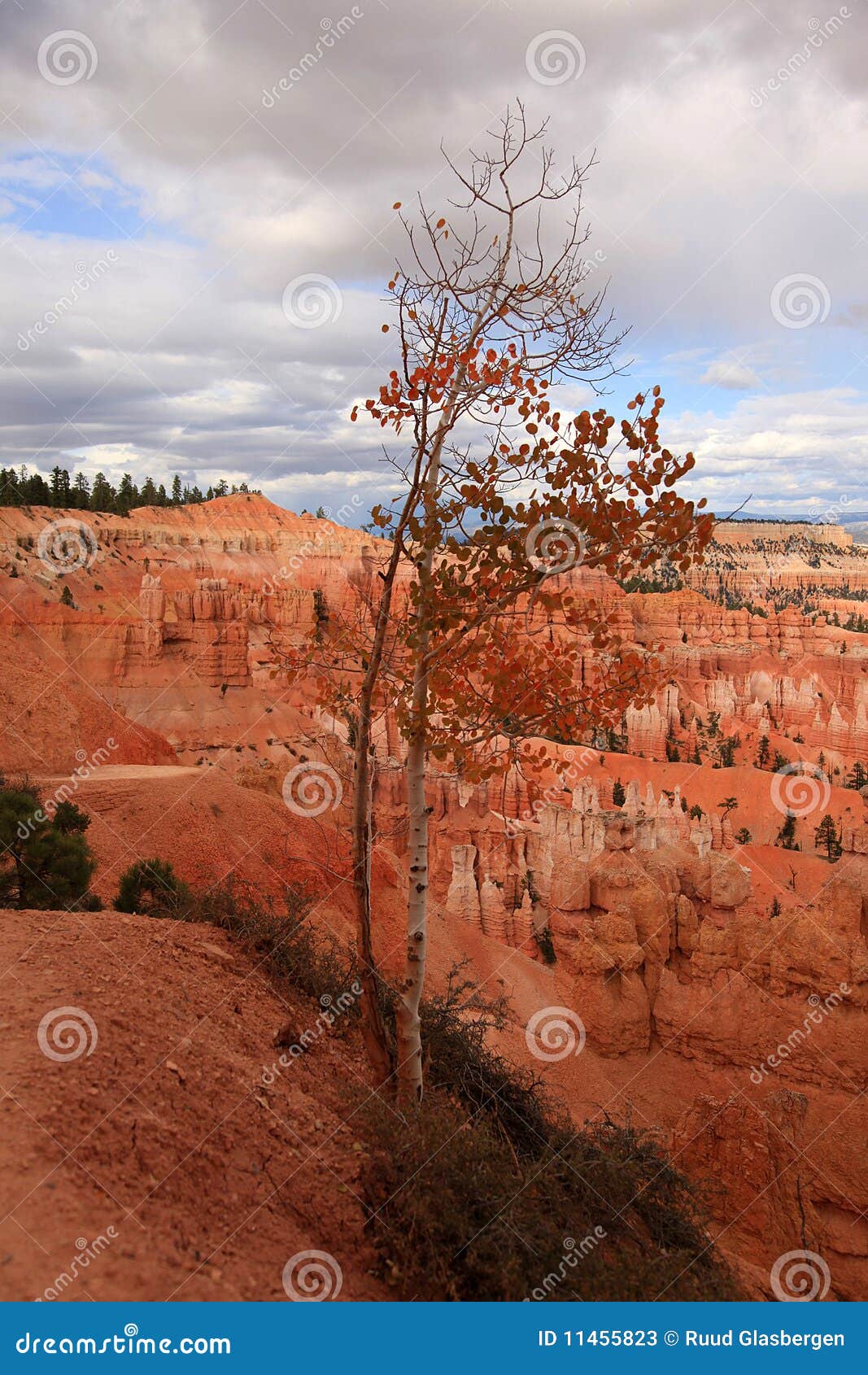 Autumn in Bryce Canyon National Park Stock Image - Image of landscape ...