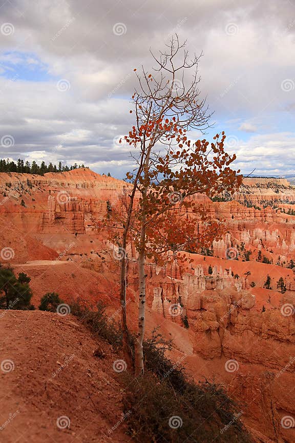 Autumn in Bryce Canyon National Park Stock Image - Image of landscape ...