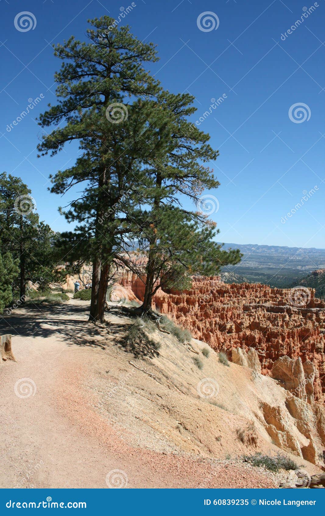 Bryce Canyon Tree stock image. Image of bridge, bryce - 60839235