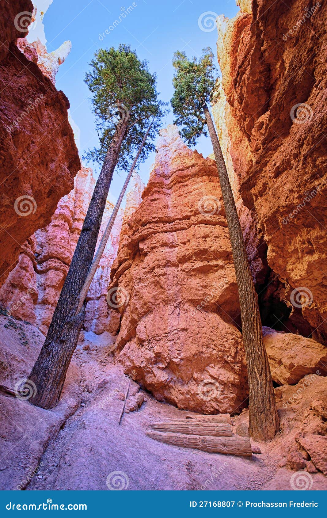 Bryce Canyon trees stock image. Image of extreme, hoodoo - 27168807