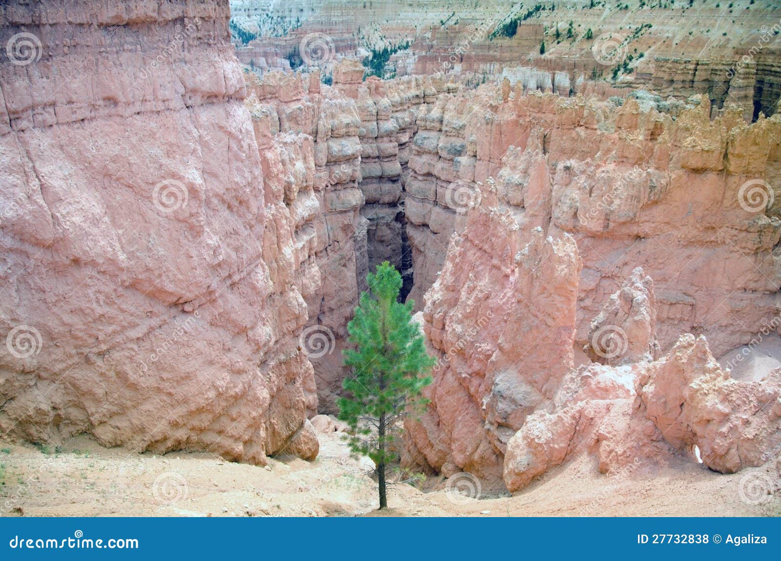 Bryce Canyon Utah Solitary Pine Tree Stock Photo - Image of sandstone ...