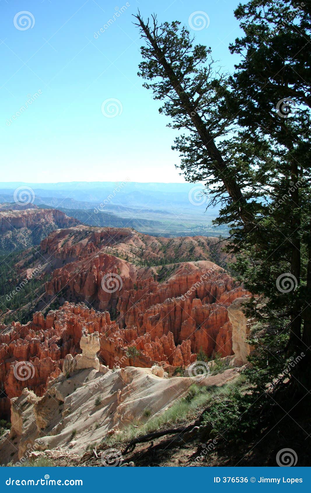 Bryce Overlook Tree stock photo. Image of mountain, plateau - 376536