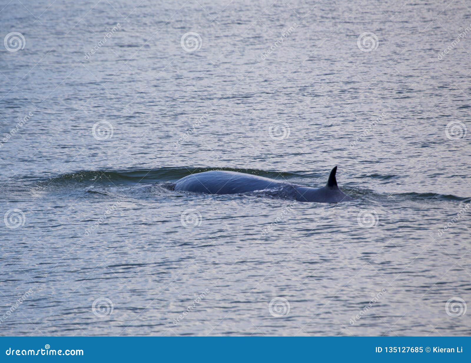 Bryde`s Whale Balaenoptera Brydei Stock Image - Image of large, marine ...