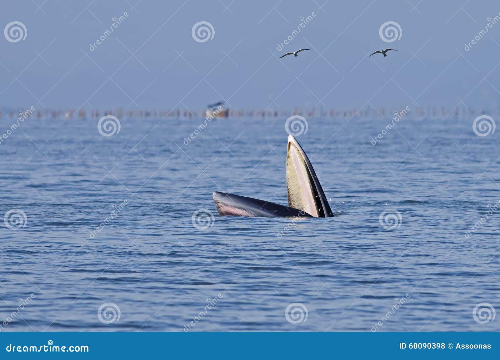 Bryde S Whale Balaenoptera Edeni Stock Photo - Image of fish, brydes ...