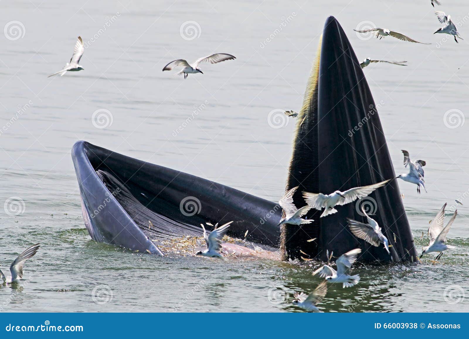 Bryde S Whale Balaenoptera Edeni Eating Stock Photo - Image of bird ...