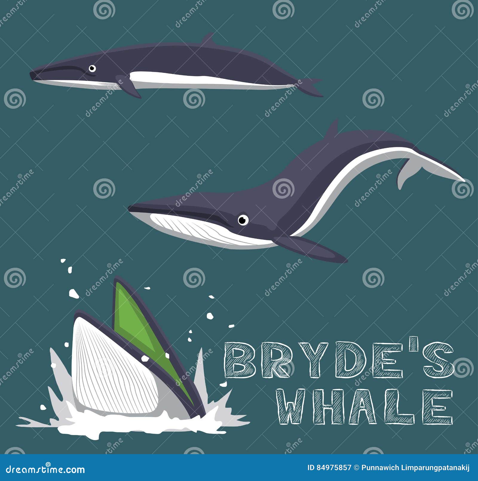 Bryde Cartoons, Illustrations & Vector Stock Images - 32 Pictures to ...