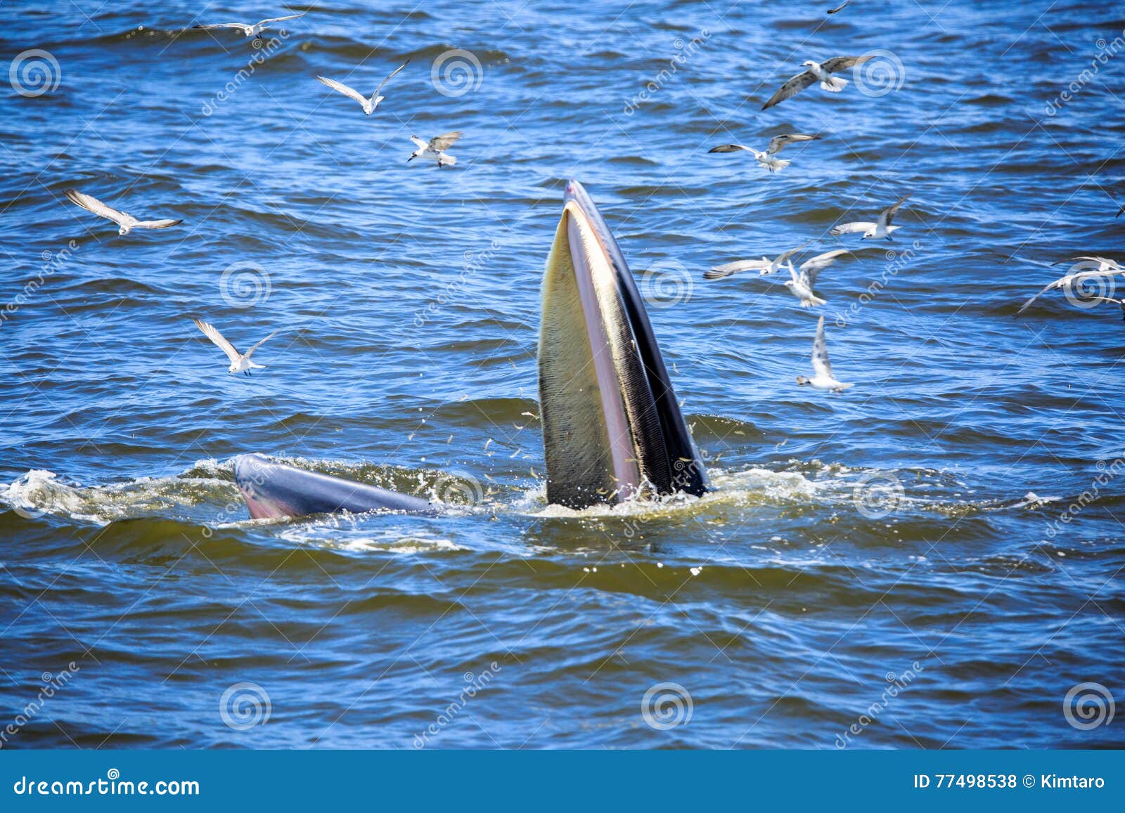 Bryde s whale stock photo. Image of bruda, gulf, animal - 77498538
