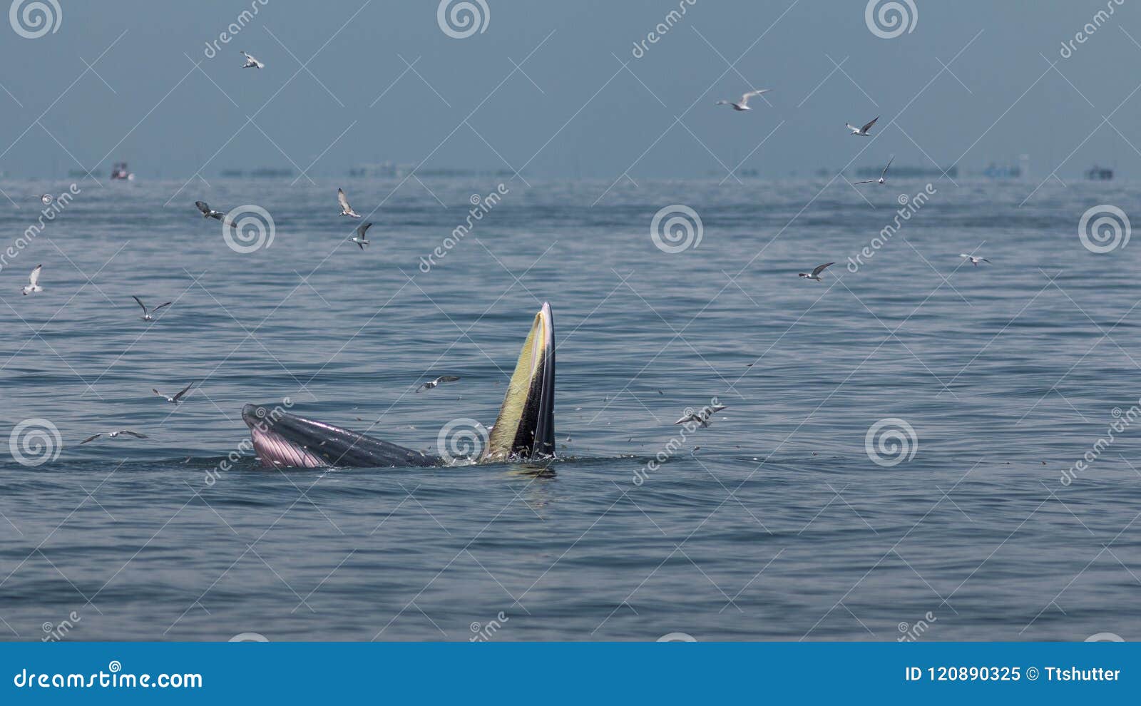 The Bryde`s Whale. stock image. Image of jaws, marine - 120890325