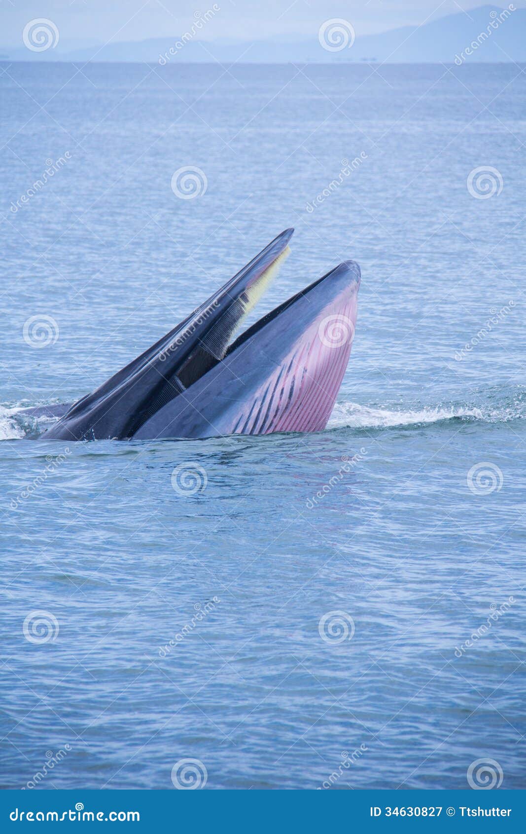 The Bryde's Whale. Royalty Free Stock Photography - Image: 34630827