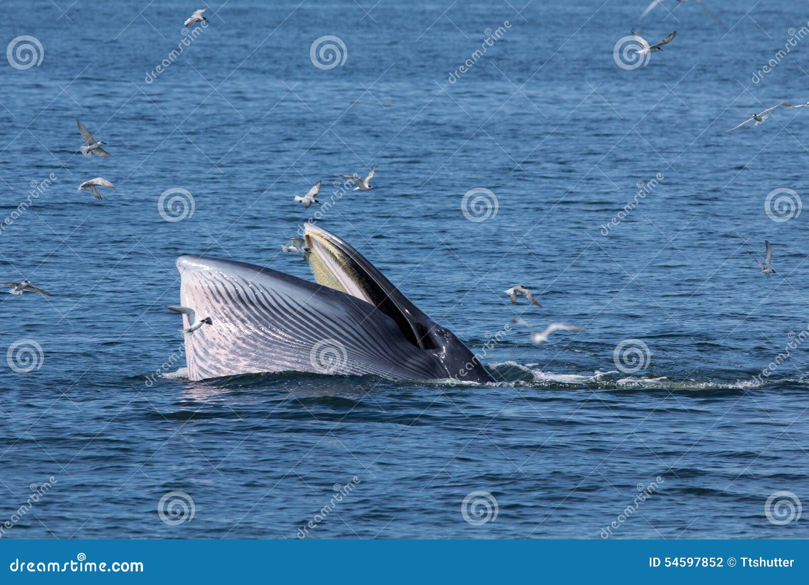 The Bryde s Whale. stock photo. Image of habitat, life - 54597852