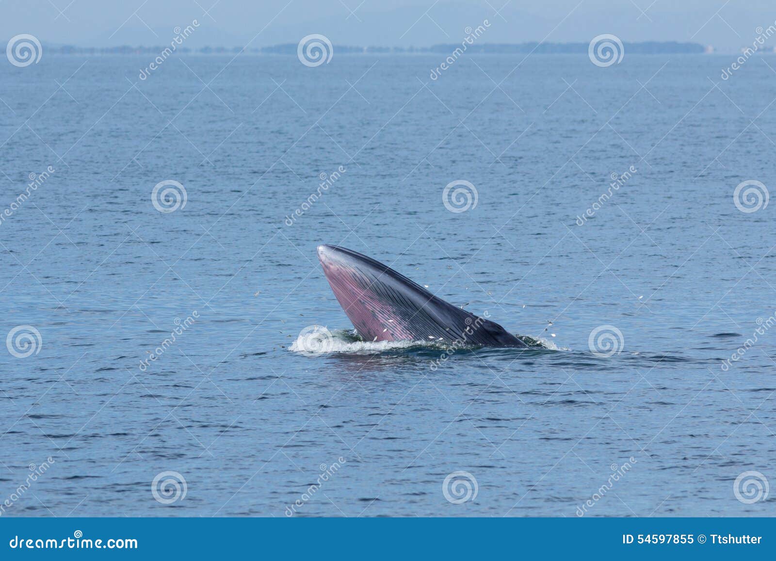 The Bryde s Whale. stock image. Image of mouth, ocean - 54597855