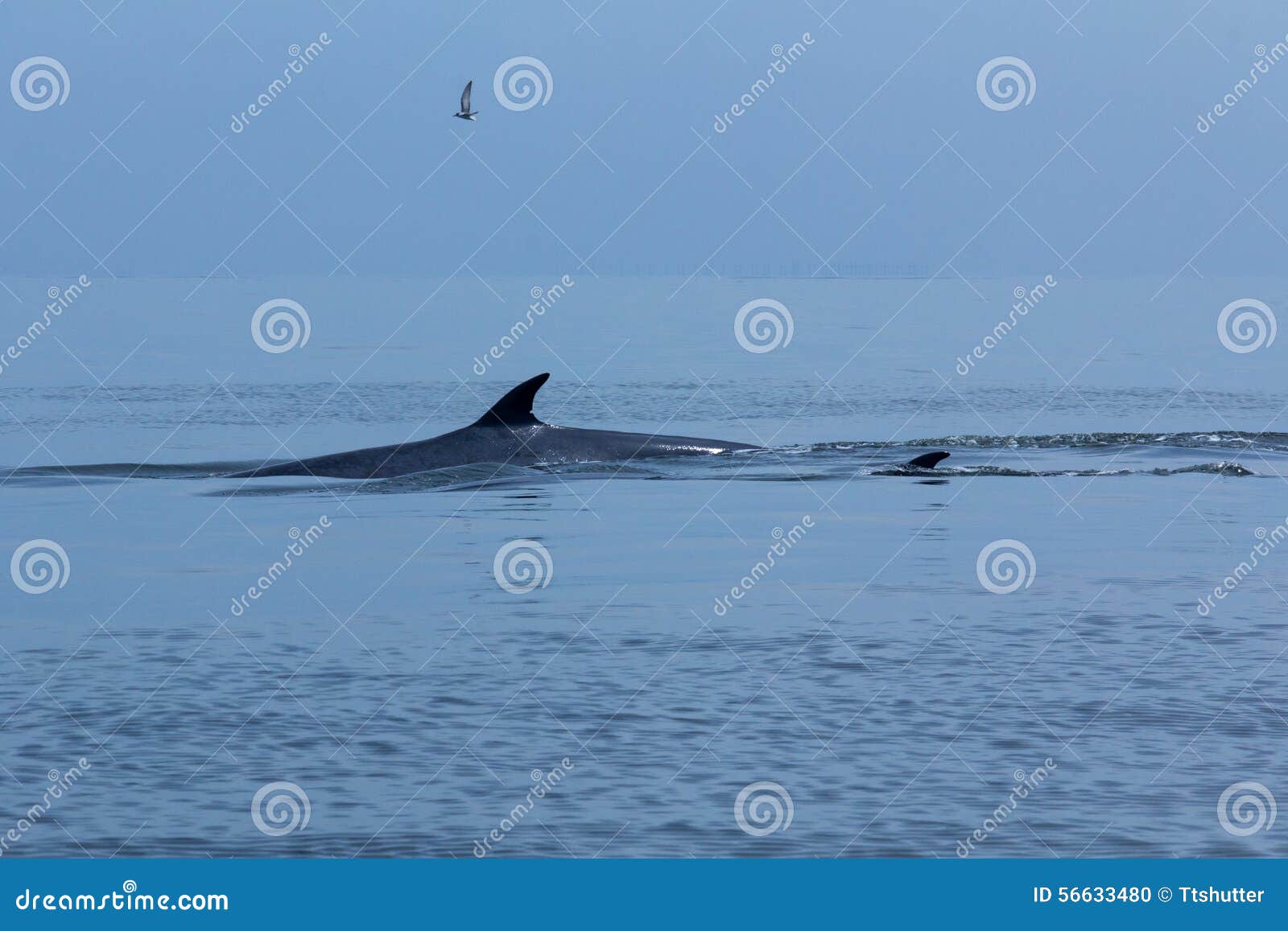 The Bryde s Whale. stock photo. Image of tropical, edeni - 56633480