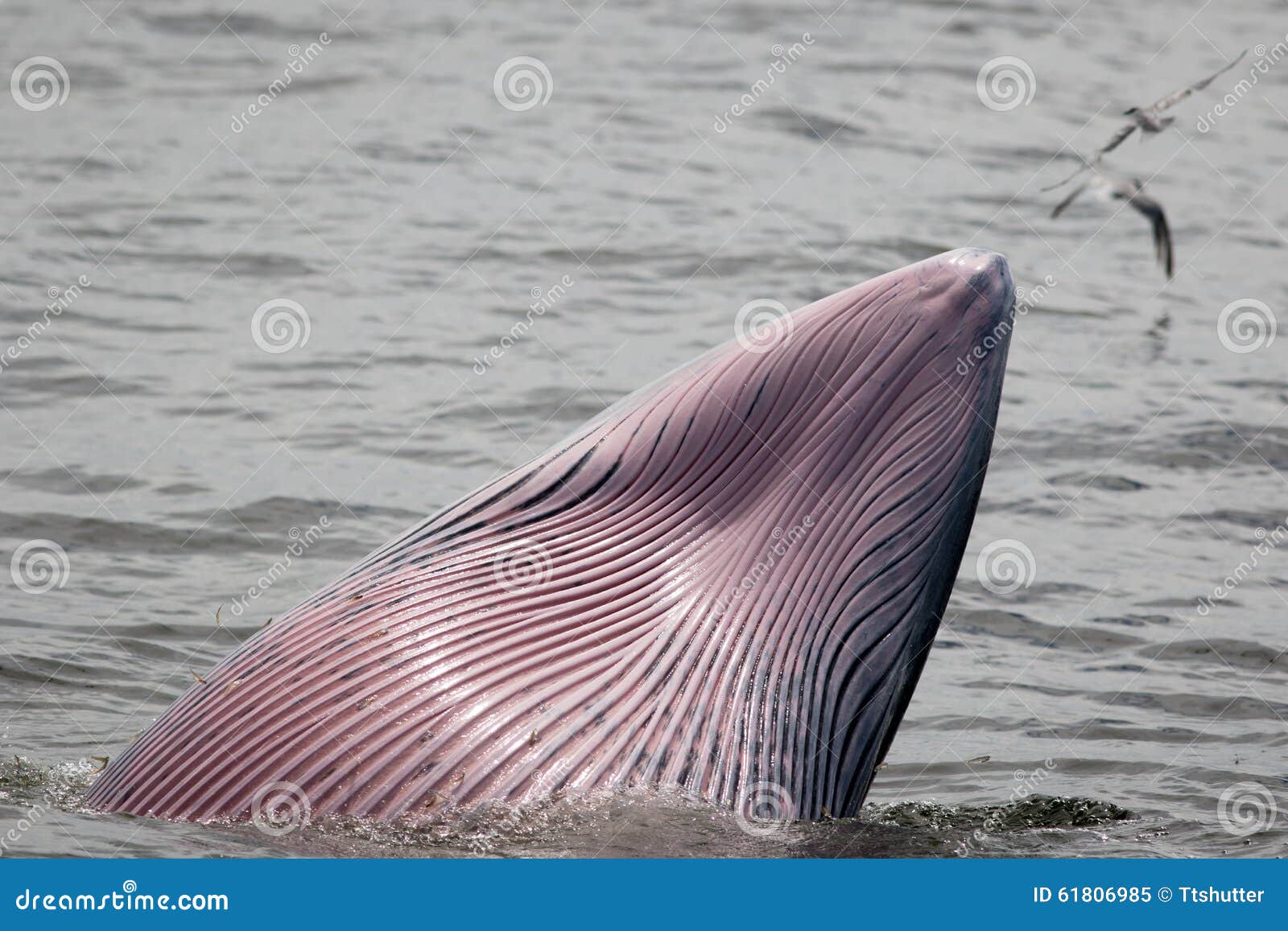 The Bryde s Whale. stock image. Image of nature, marine - 61806985