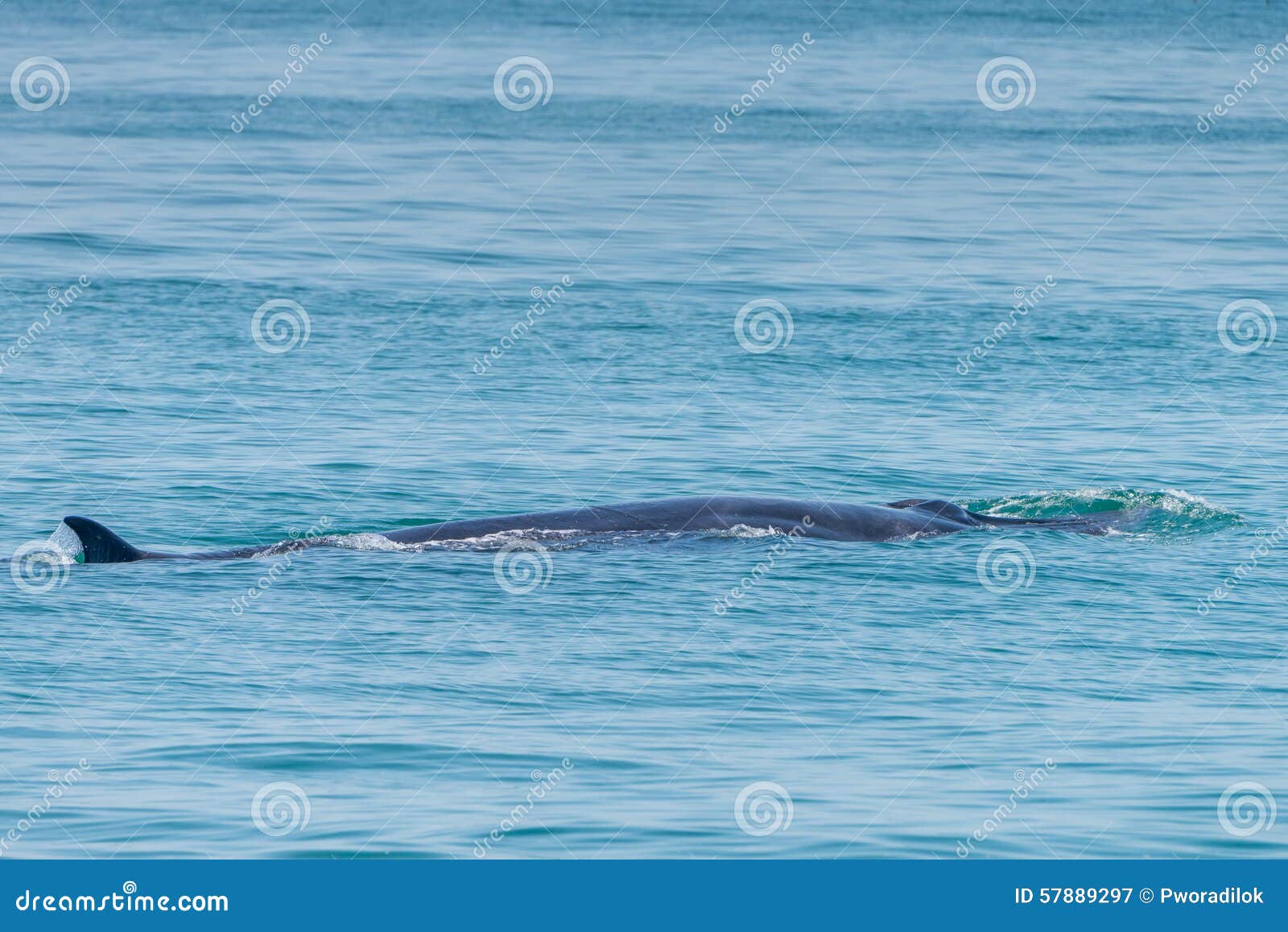 Bryde whale stock image. Image of life, mammal, gulf - 57889297