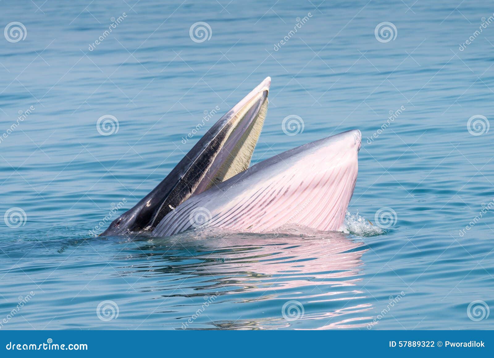 Bryde whale stock photo. Image of fish, aquatic, mammal - 57889322