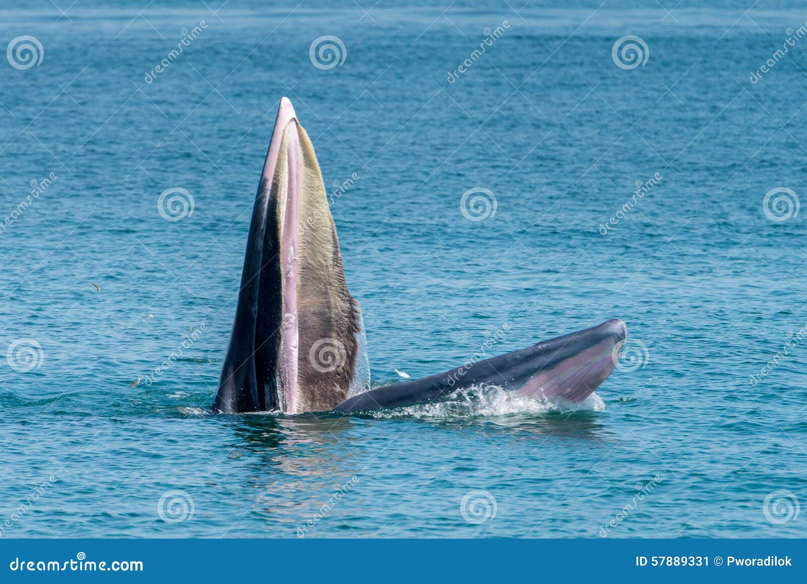 Bryde whale stock image. Image of deep, blue, leap, enthusiasm - 57889331