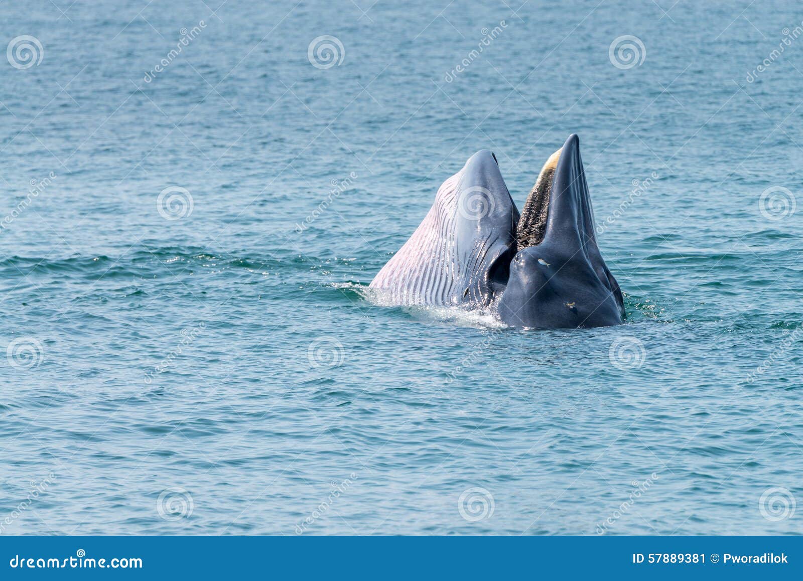 Bryde whale stock image. Image of bryde, delight, mouth - 57889381