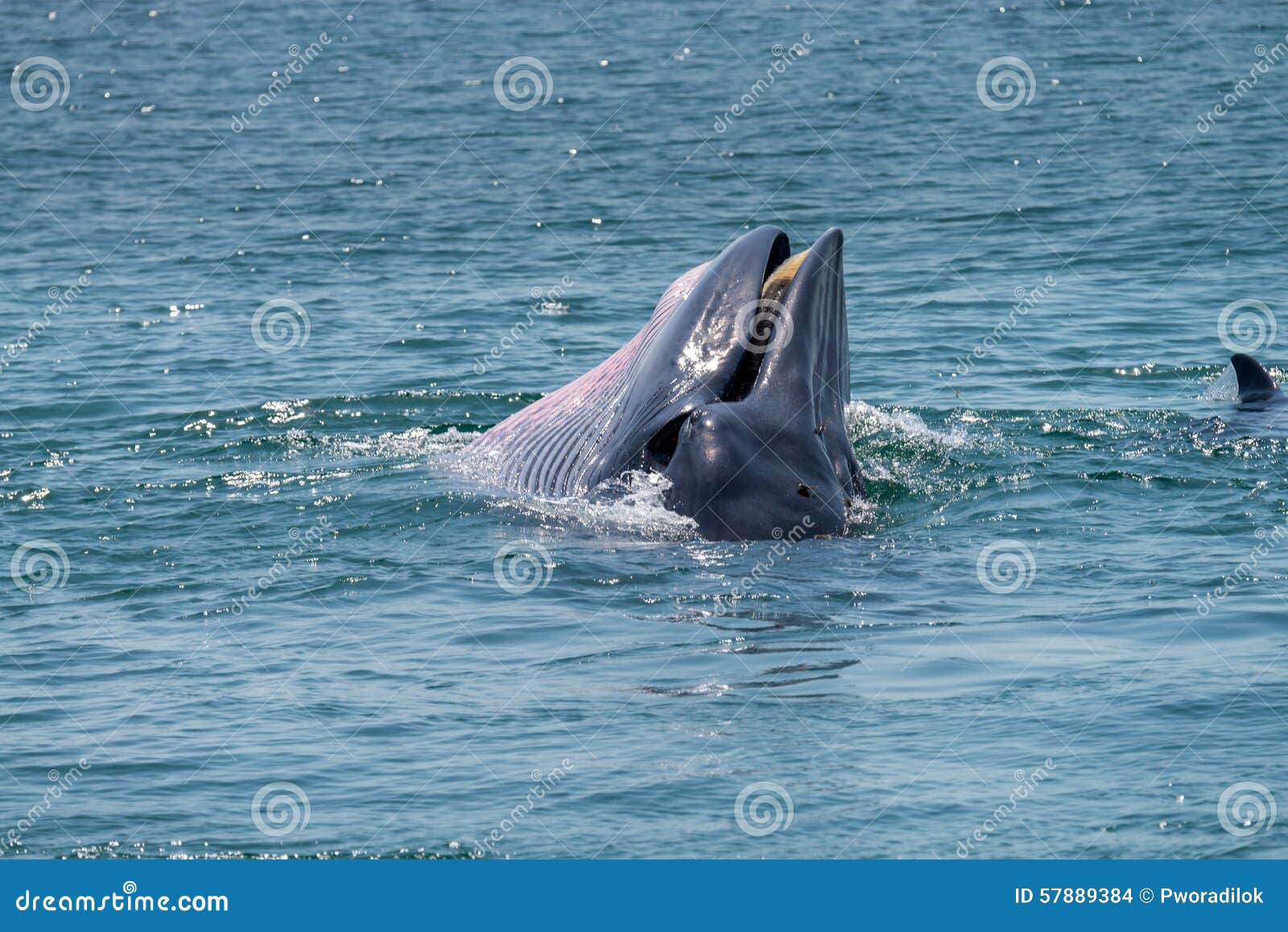 Bryde whale stock photo. Image of mammal, aquatic, feeding - 57889384