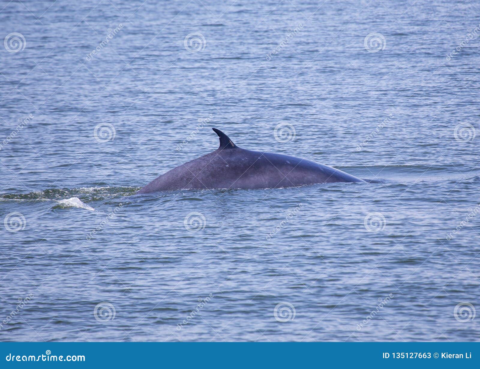 Brydei Del Balaenoptera Della Balena Di Bryde Immagine Stock - Immagine ...